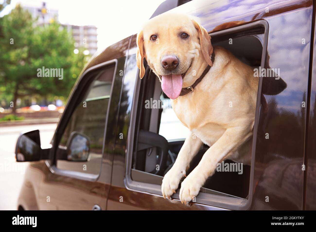 Cute Labrador Retriever looking out of car window Stock Photo - Alamy
