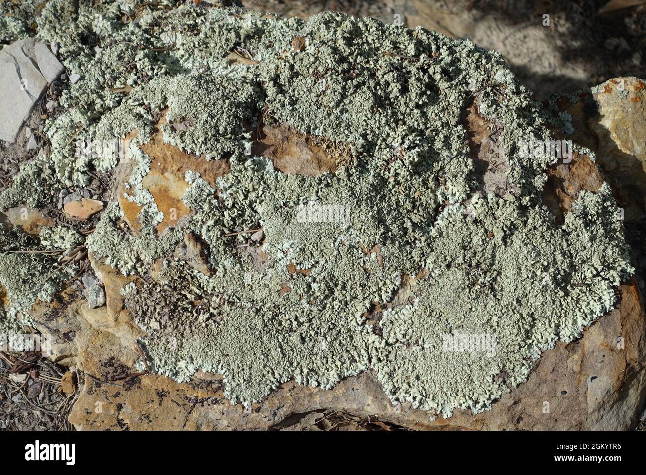 The dried arid lands of the South West offer a glimpse into natures ...