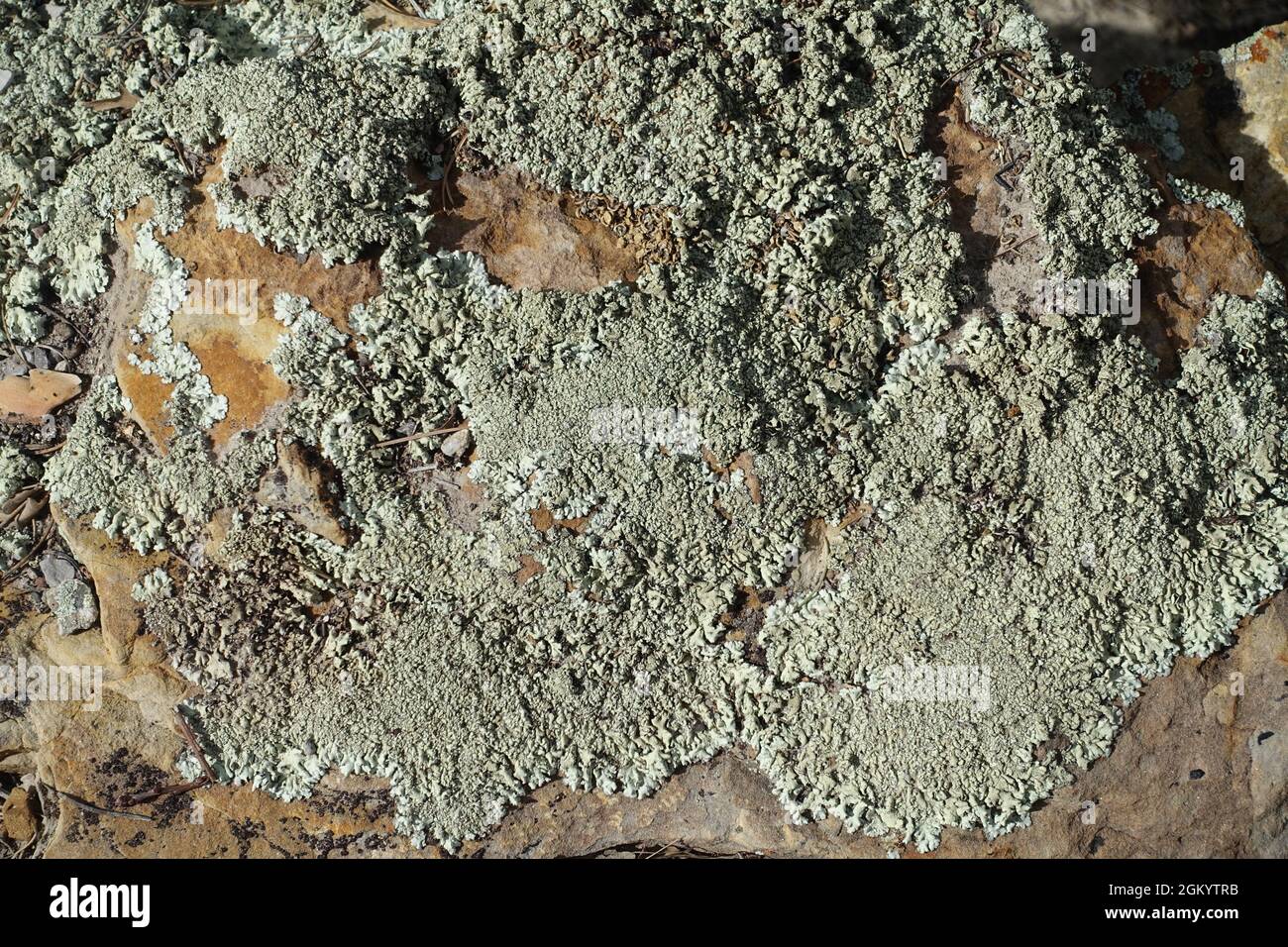 The dried arid lands of the South West offer a glimpse into natures ...