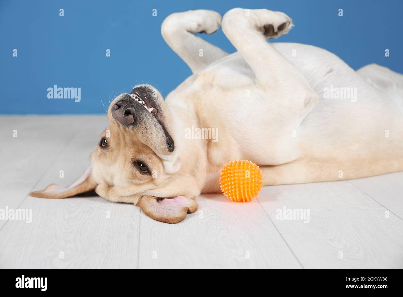 Cute Labrador Retriever with ball lying on floor against color wall ...