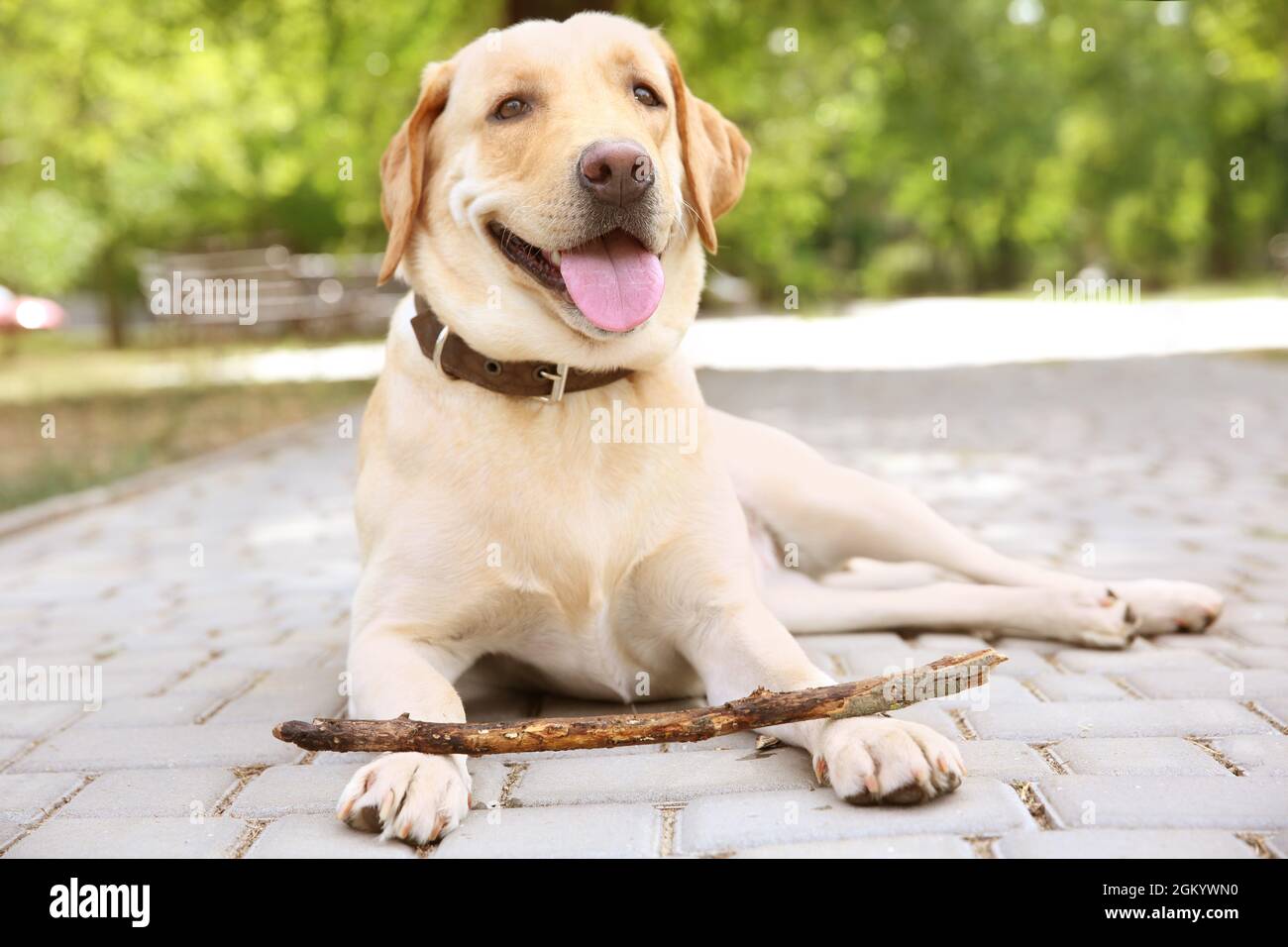 Cute Labrador Retriever with wooden stick lying on sidewalk in park ...