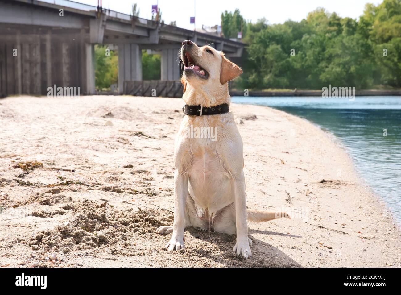 Cute Labrador Retriever on beach Stock Photo - Alamy