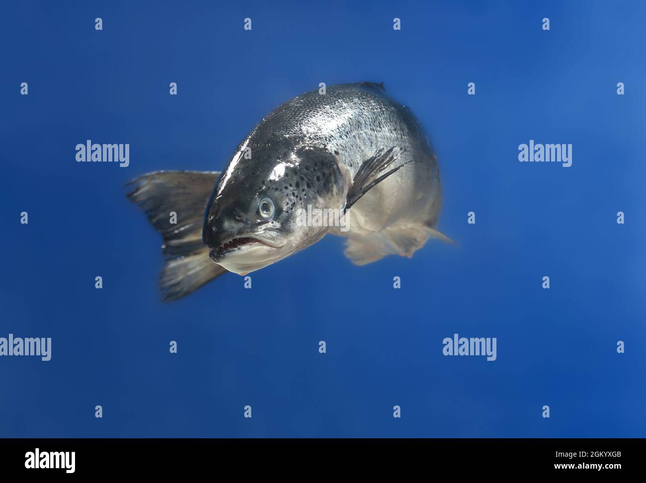 Salmon swimming in water Stock Photo - Alamy