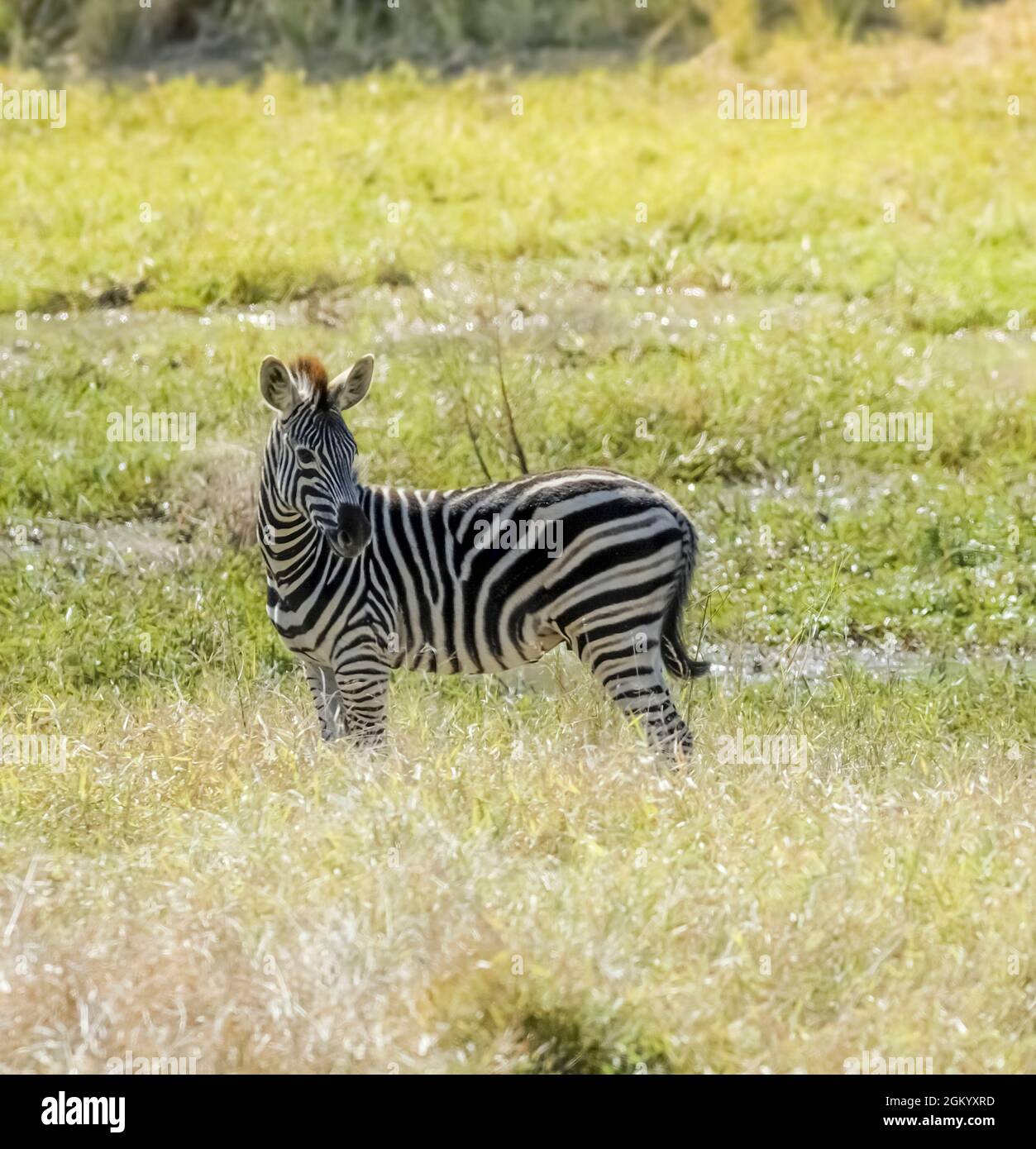 Zebra in Savannah environment, Kruger National Park, South Africa Stock ...