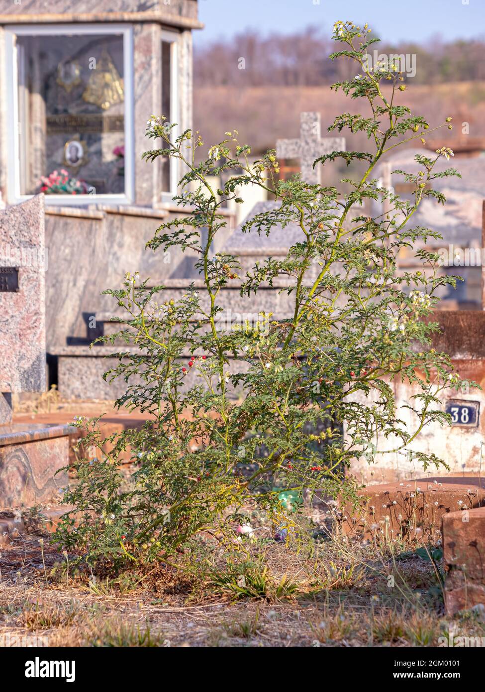 Red Buffalo-Bur Plant of the Species Solanum sisymbriifolium Stock ...