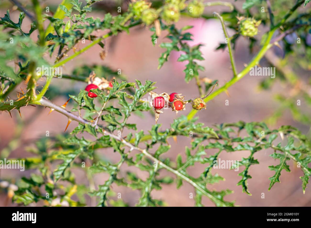 Red Buffalo-Bur Plant of the Species Solanum sisymbriifolium Stock ...