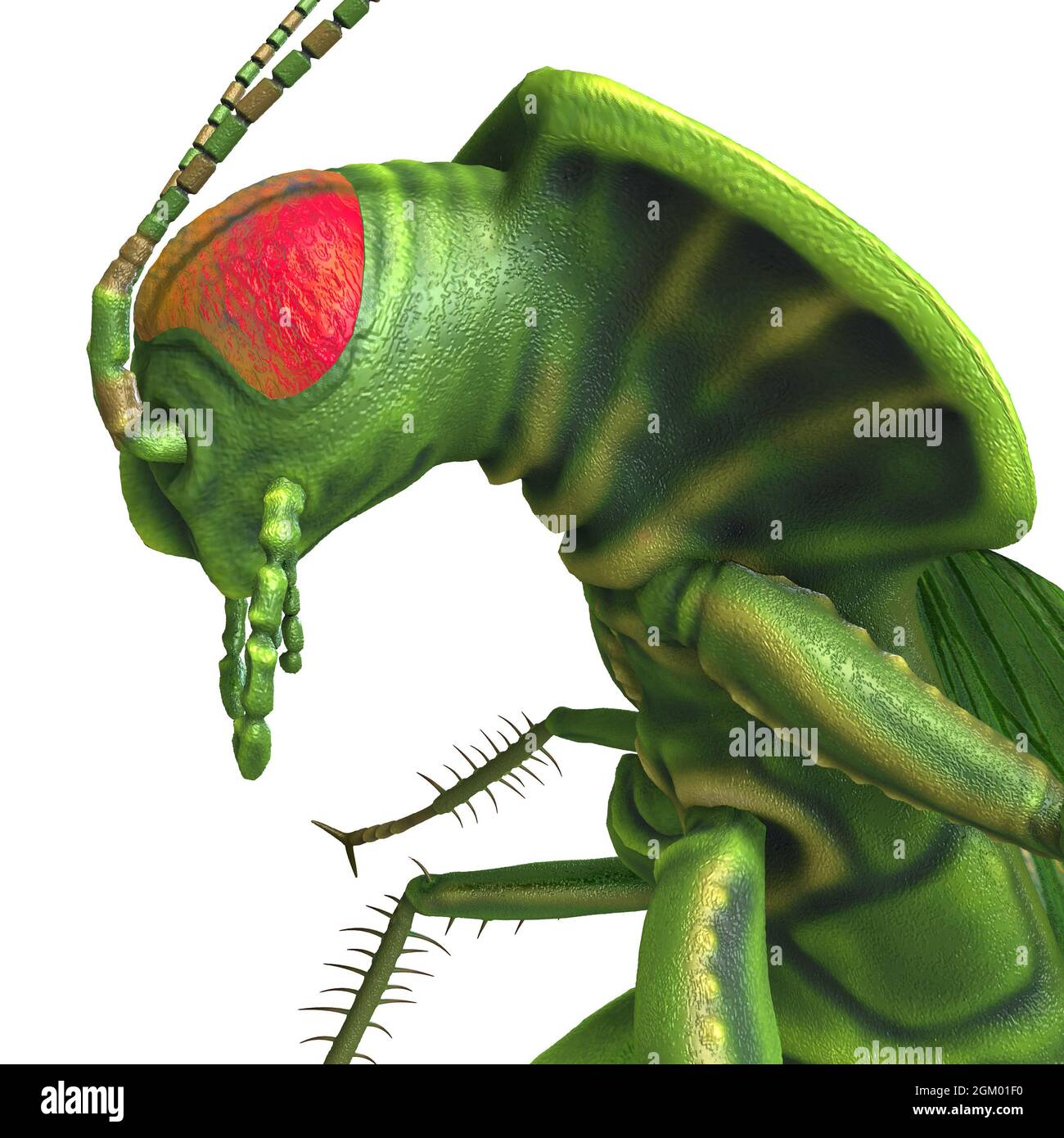 3D-illustration of a creepy cartoon cockroach. isolated rendering ...