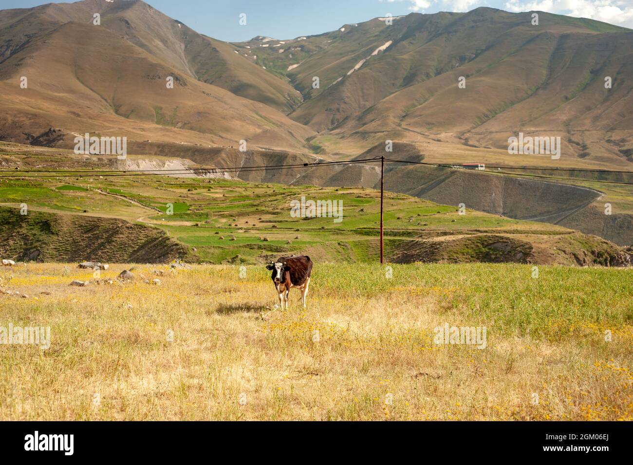 black and white skinny cow having food in a grass field with mountain ...