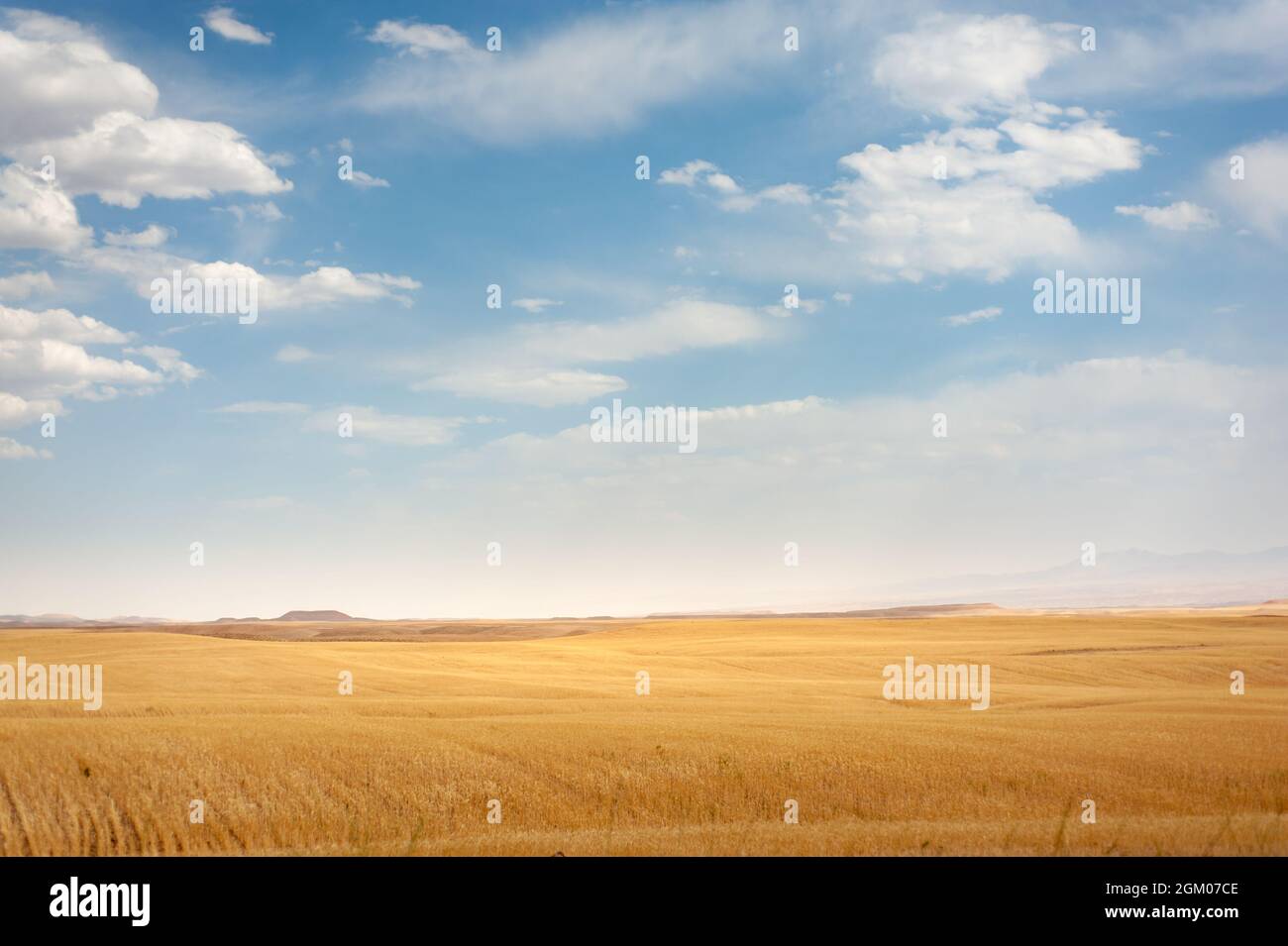 large Wheat field on the hill with blue and partly cloudy sky in ...