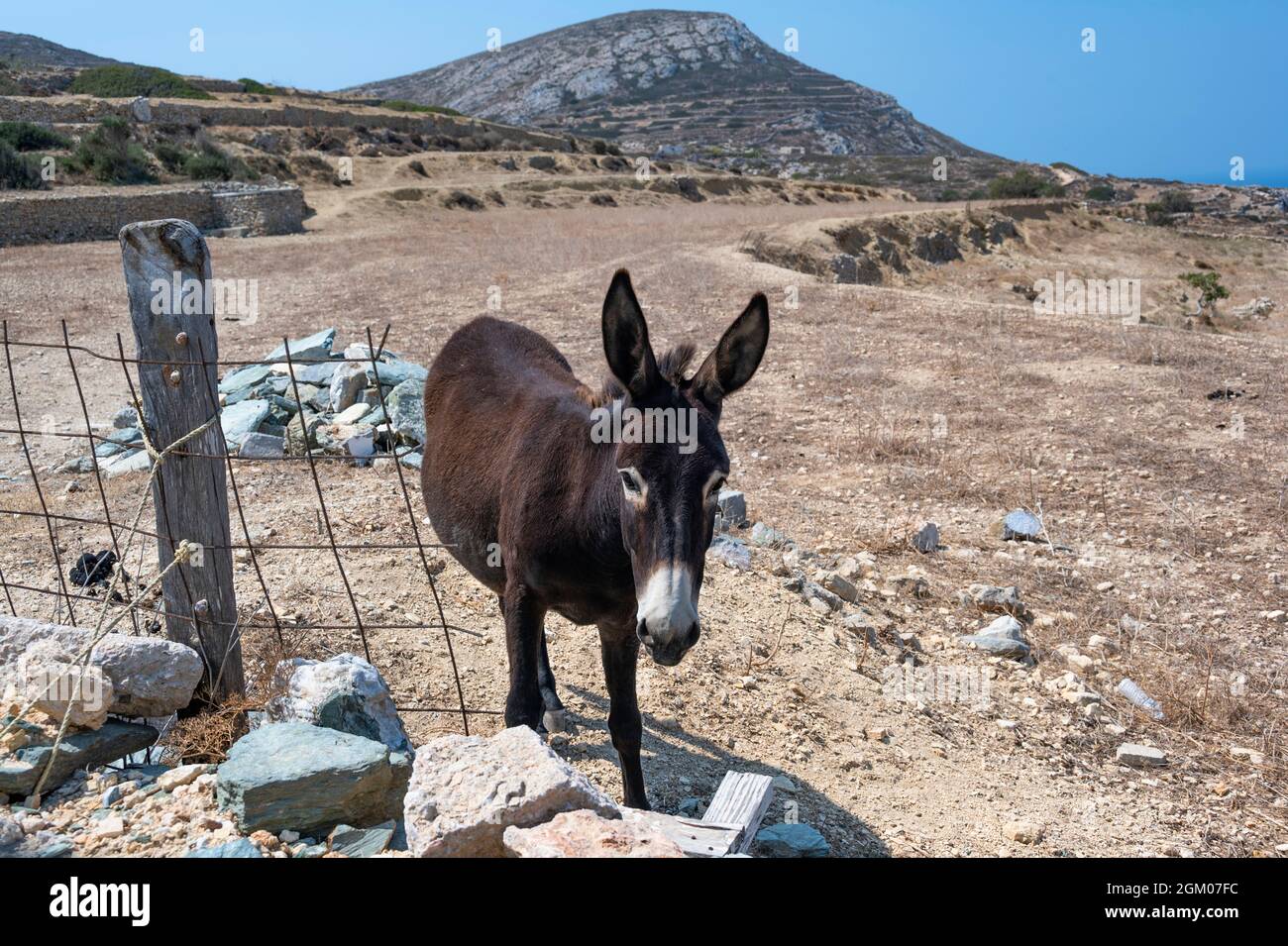donkey on a farm near terraced barron fields Stock Photo - Alamy