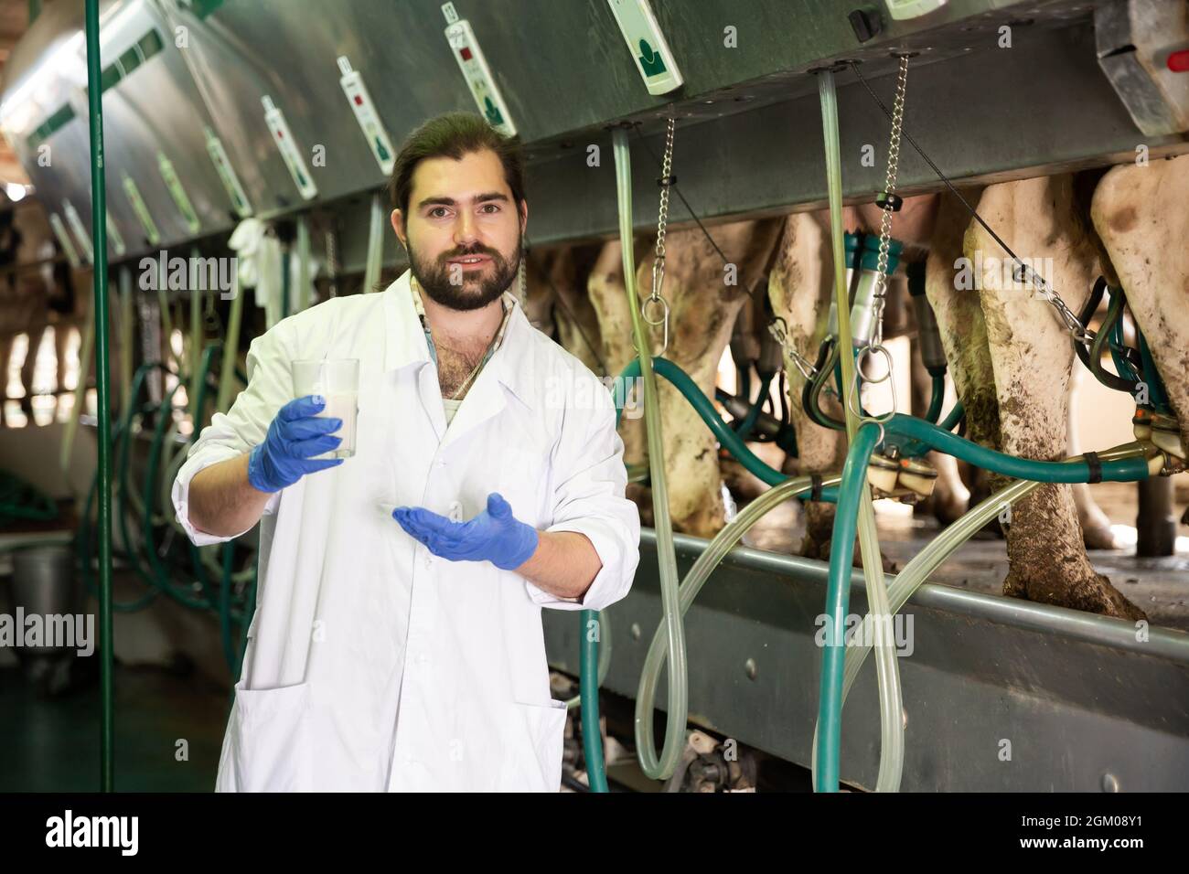 Milkmaid man with fresh milk near automatical cow milking machines ...
