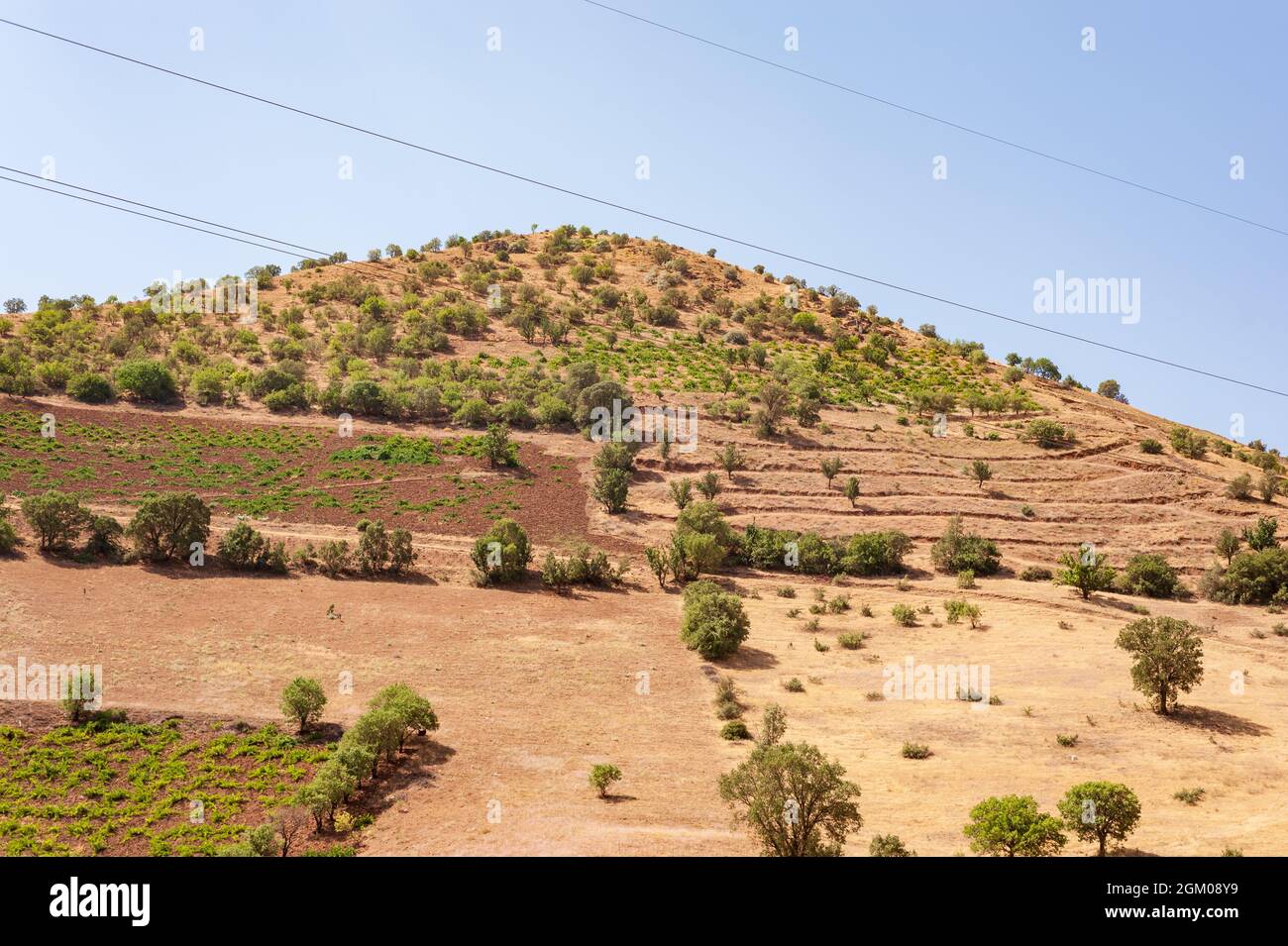 the farming industry on the slope or Mountains with some trees, foliage ...