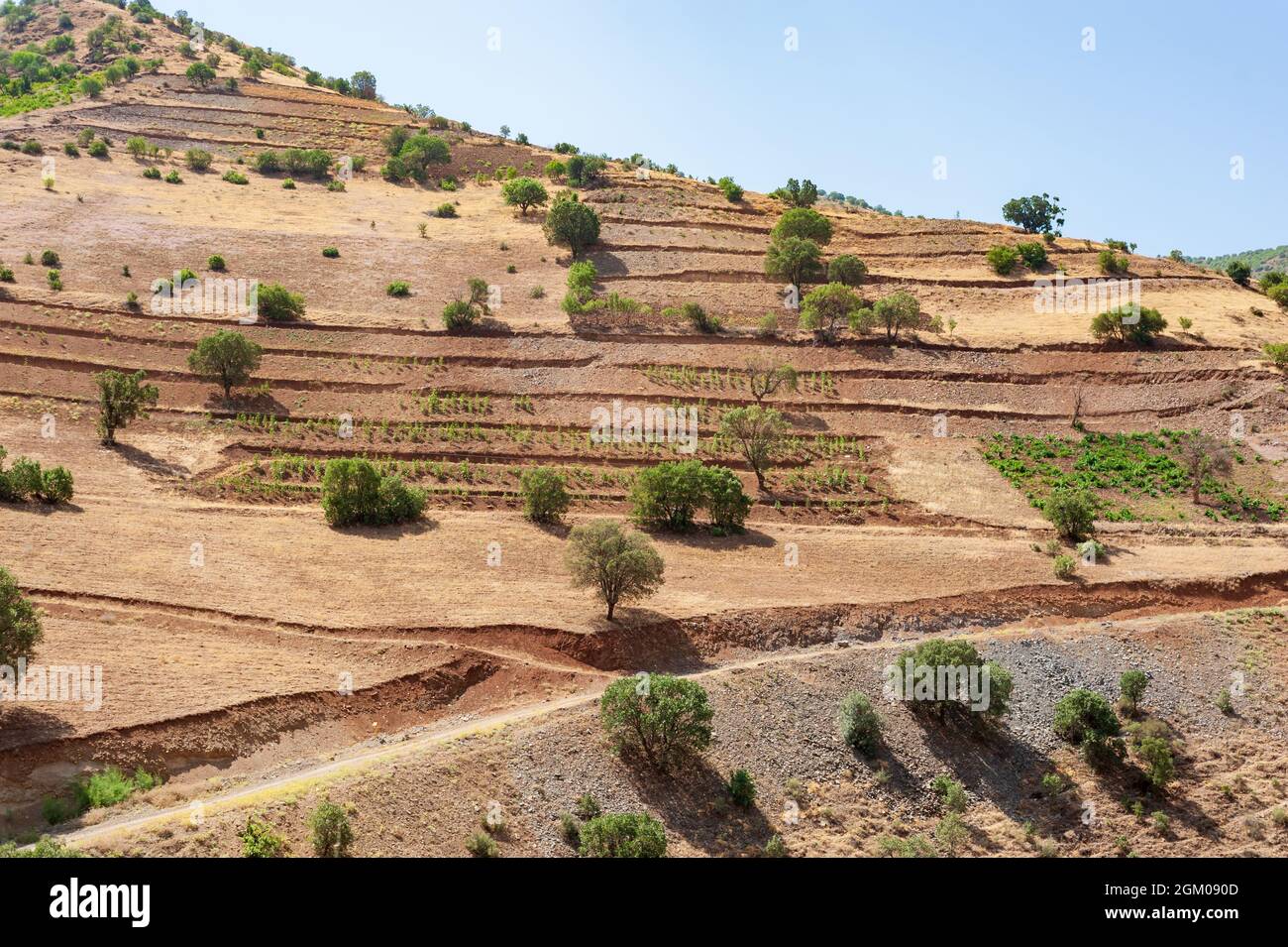 the farming industry on the slope or Mountains with some trees, foliage ...