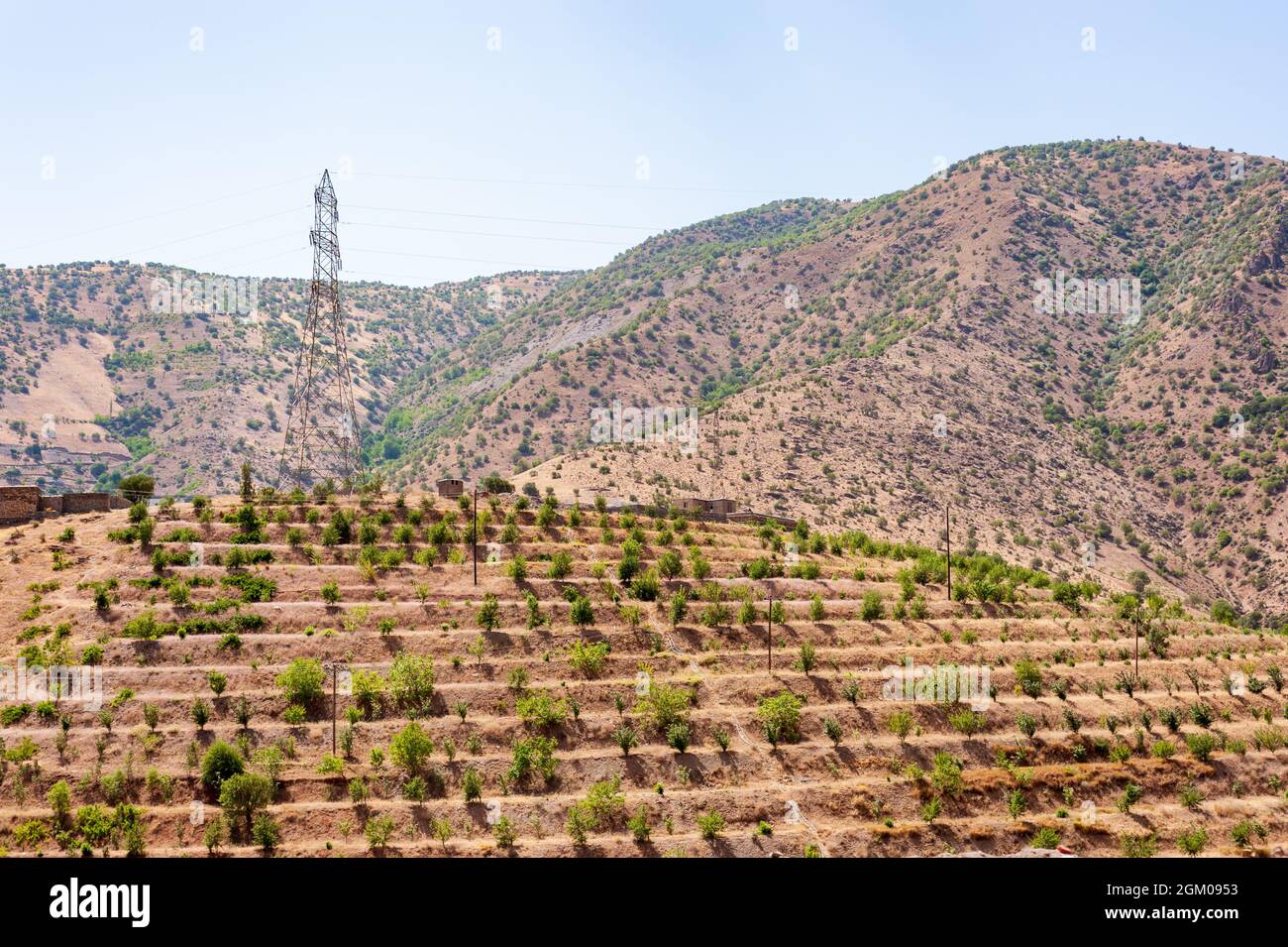 the farming industry on the slope or Mountains with some trees, foliage ...
