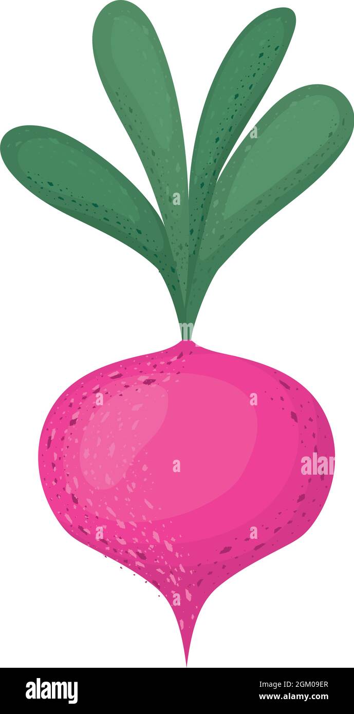 pink betroot design Stock Vector Image & Art - Alamy