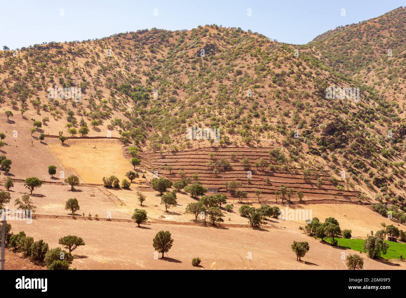 the farming industry on the slope or Mountains with some trees, foliage ...