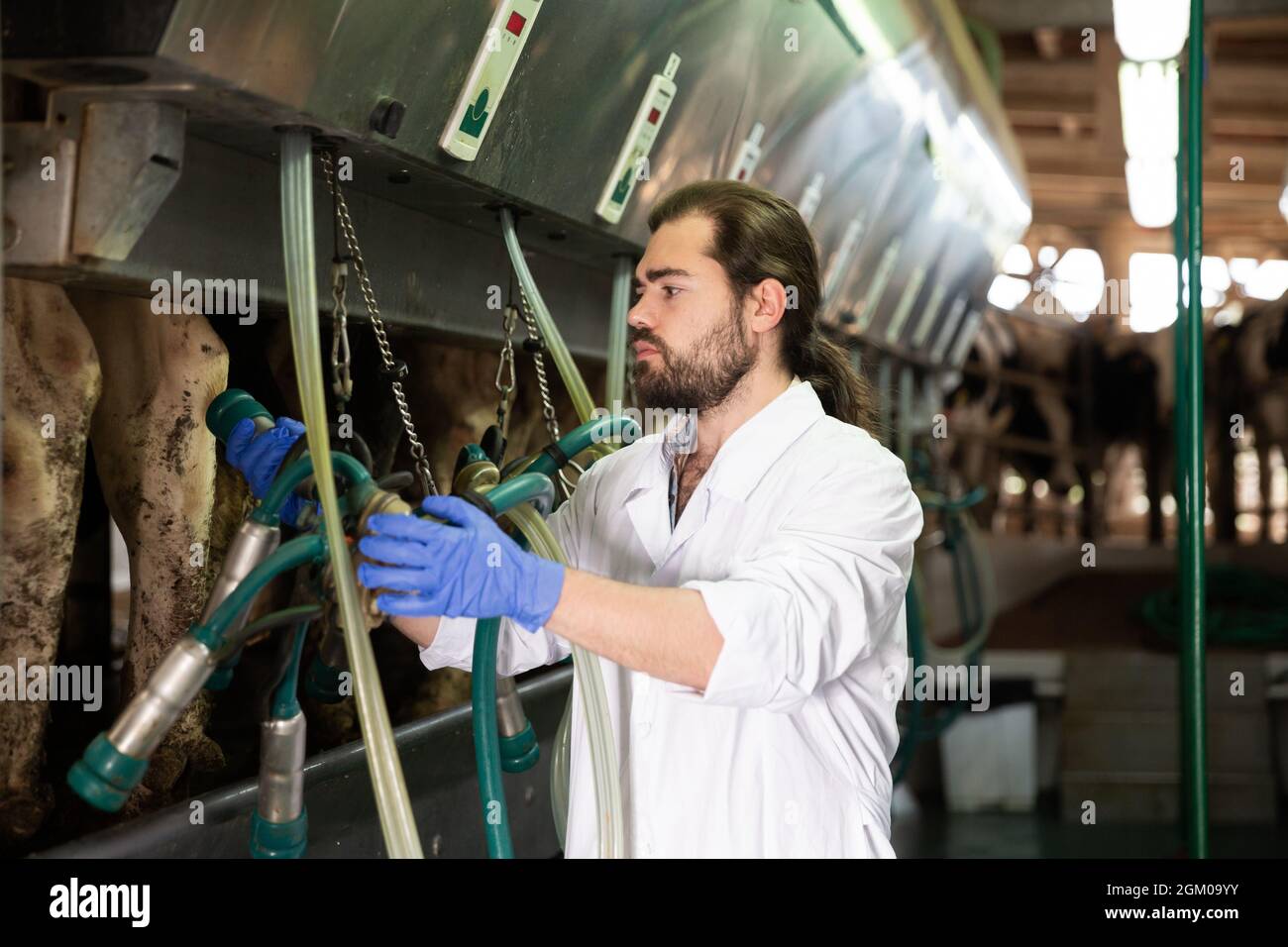 Milkmaid man working with automatical cow milking machines Stock Photo ...