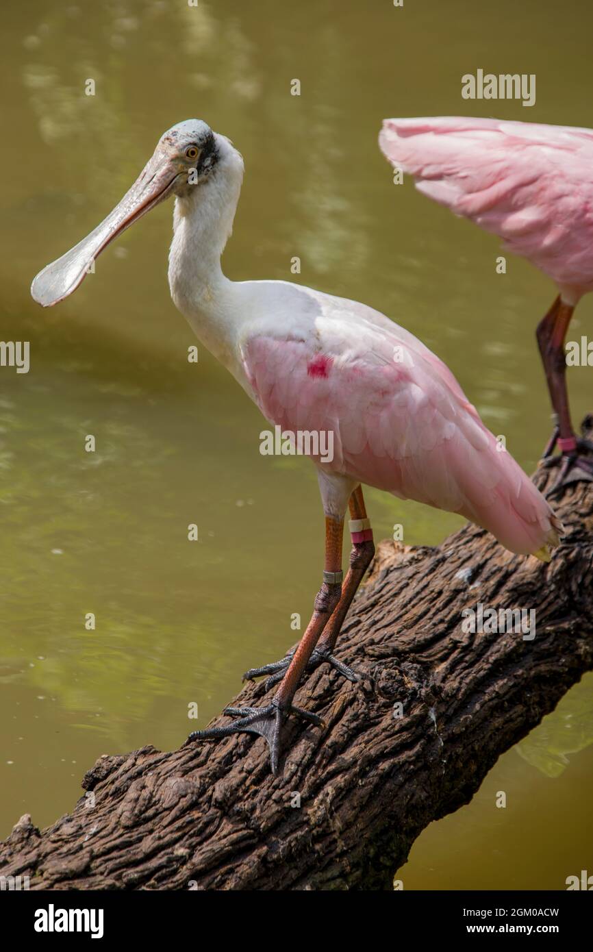 The roseate spoonbill is a gregarious wading bird of the ibis and ...