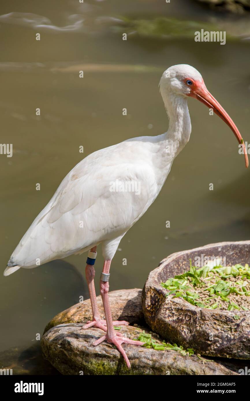 Ibis Bird Identification