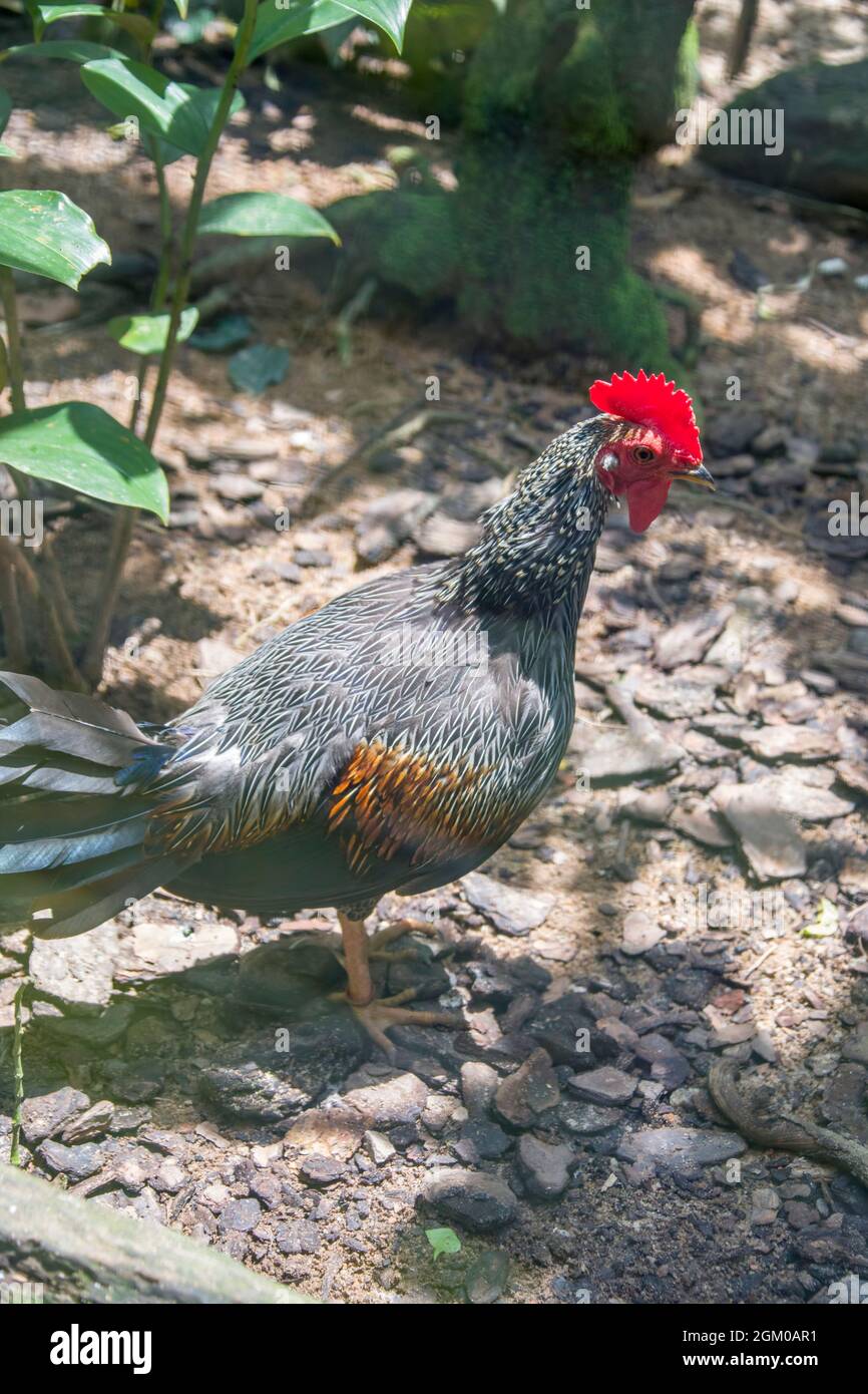 The male grey junglefowl (Gallus sonneratii). It is one of the wild ...