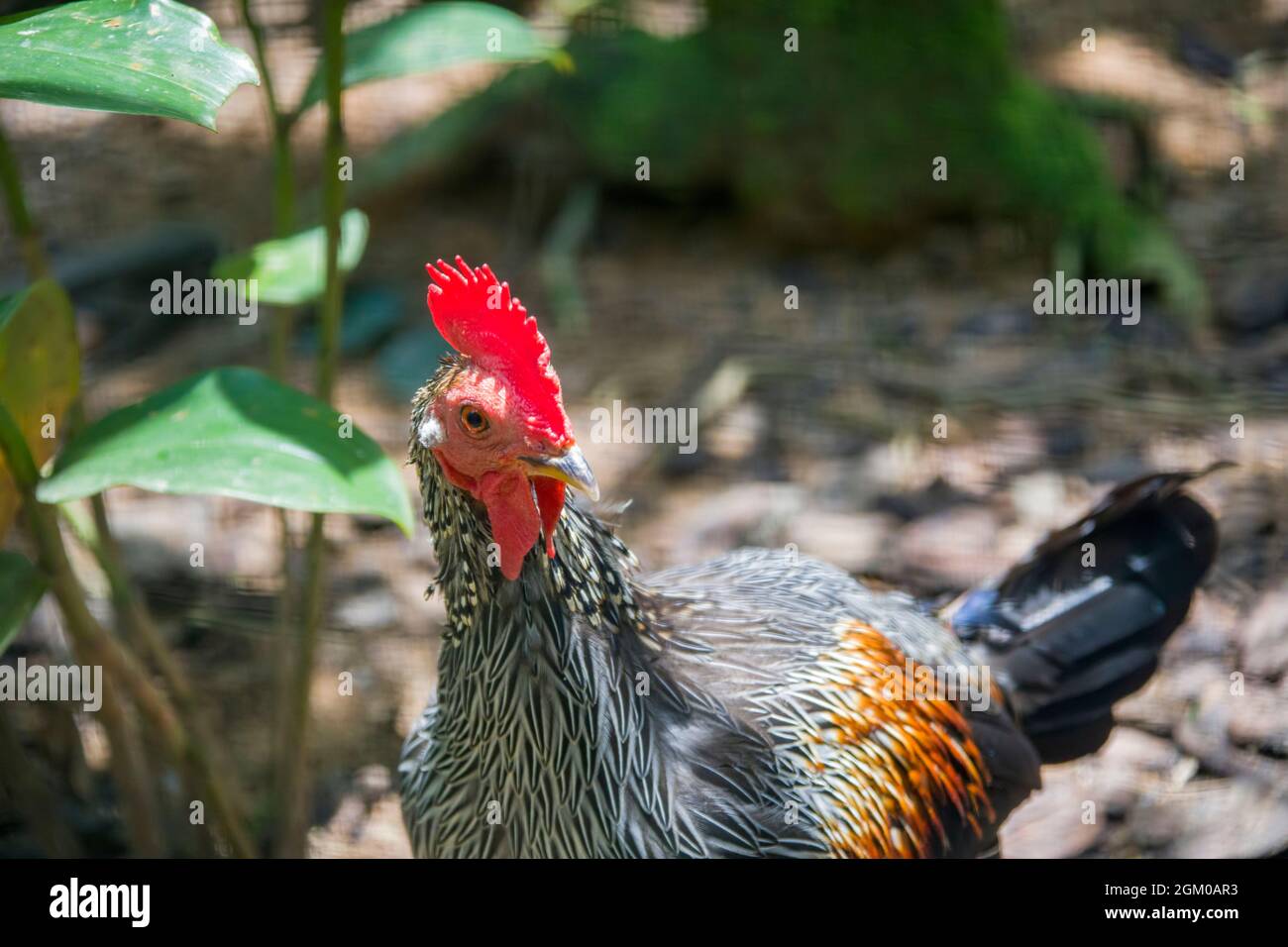 The male grey junglefowl (Gallus sonneratii). It is one of the wild ...