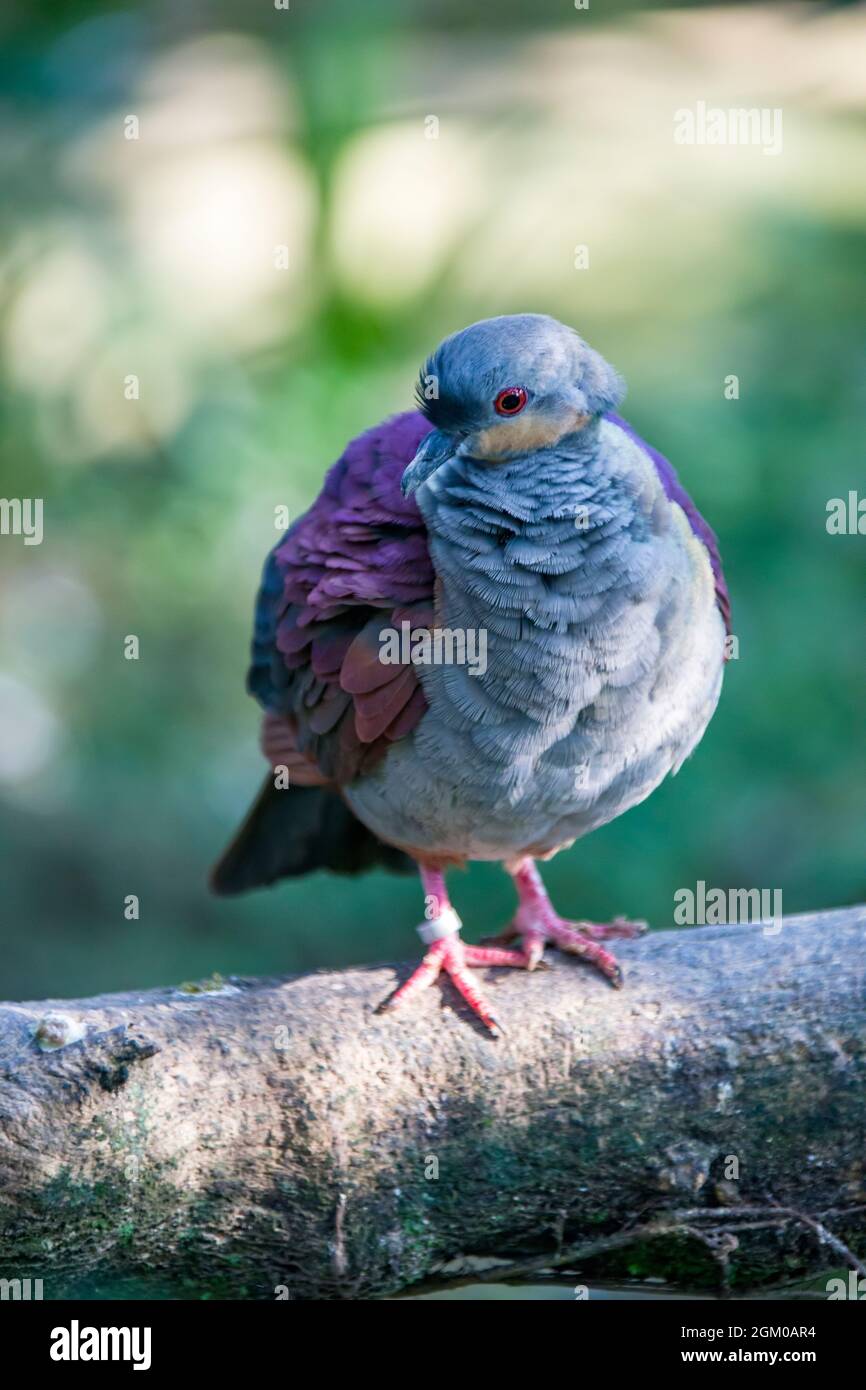 a Crested quail-dove stands on the branch. It is a species of bird in ...