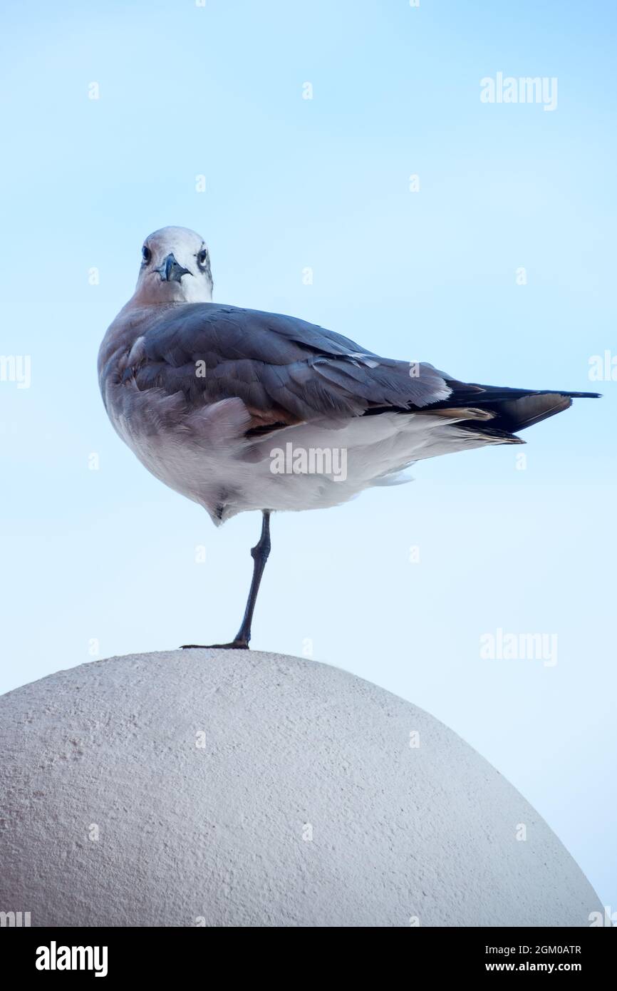 Seagull perch hi-res stock photography and images - Alamy