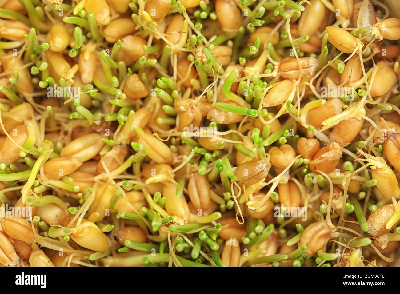 Sprouted wheat seeds as background Stock Photo - Alamy