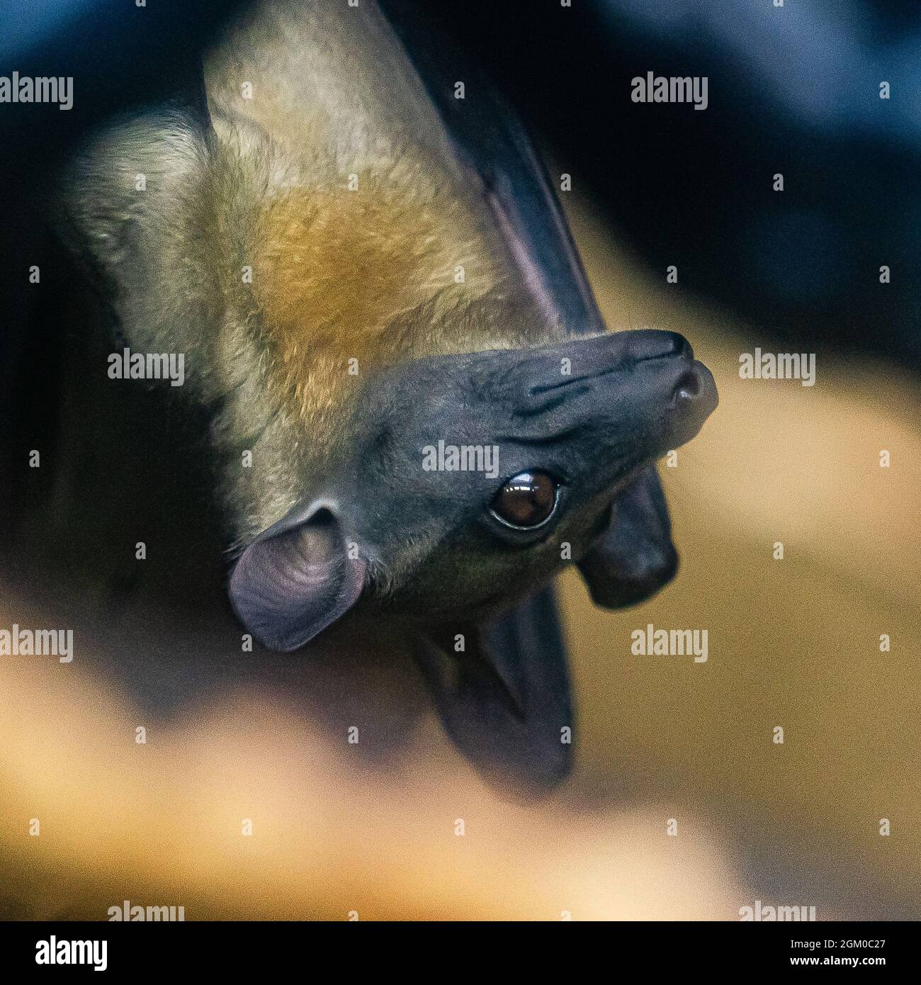 A Bat Portrait Stock Photo - Alamy