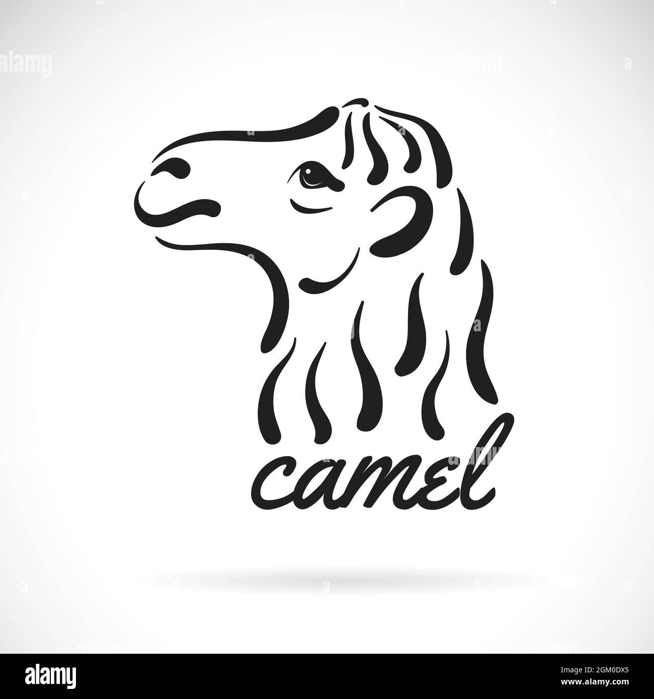 Vector of camel head on white background Stock Vector Image & Art - Alamy