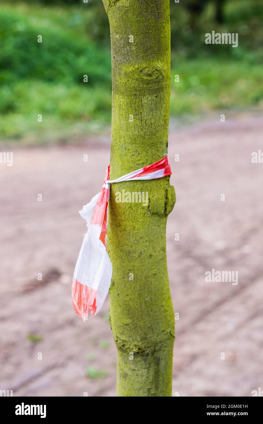 Red and white color ribbon tied around a green tree trunk Stock Photo ...