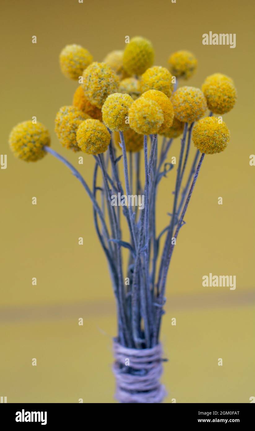 Dried Craspedia globosa (Pycnosorus globosa) yellow flowers, also known ...