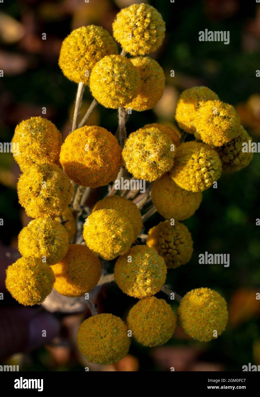 Pycnosorus globosa hi-res stock photography and images - Alamy