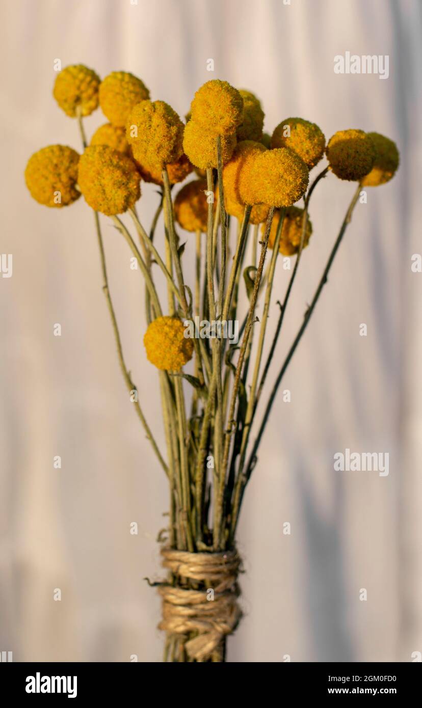 Pycnosorus globosa hi-res stock photography and images - Alamy