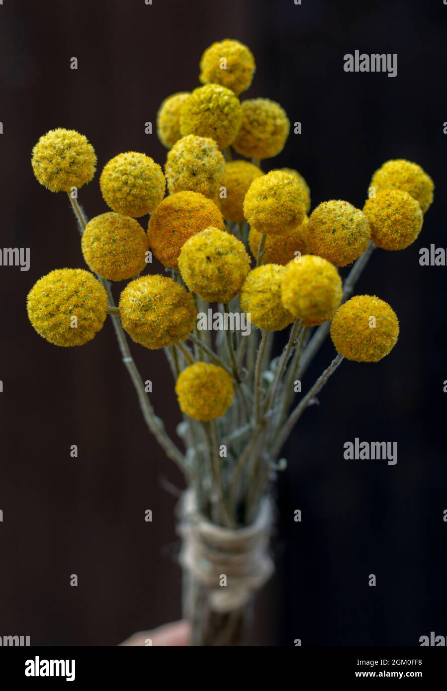 Pycnosorus globosa hi-res stock photography and images - Alamy