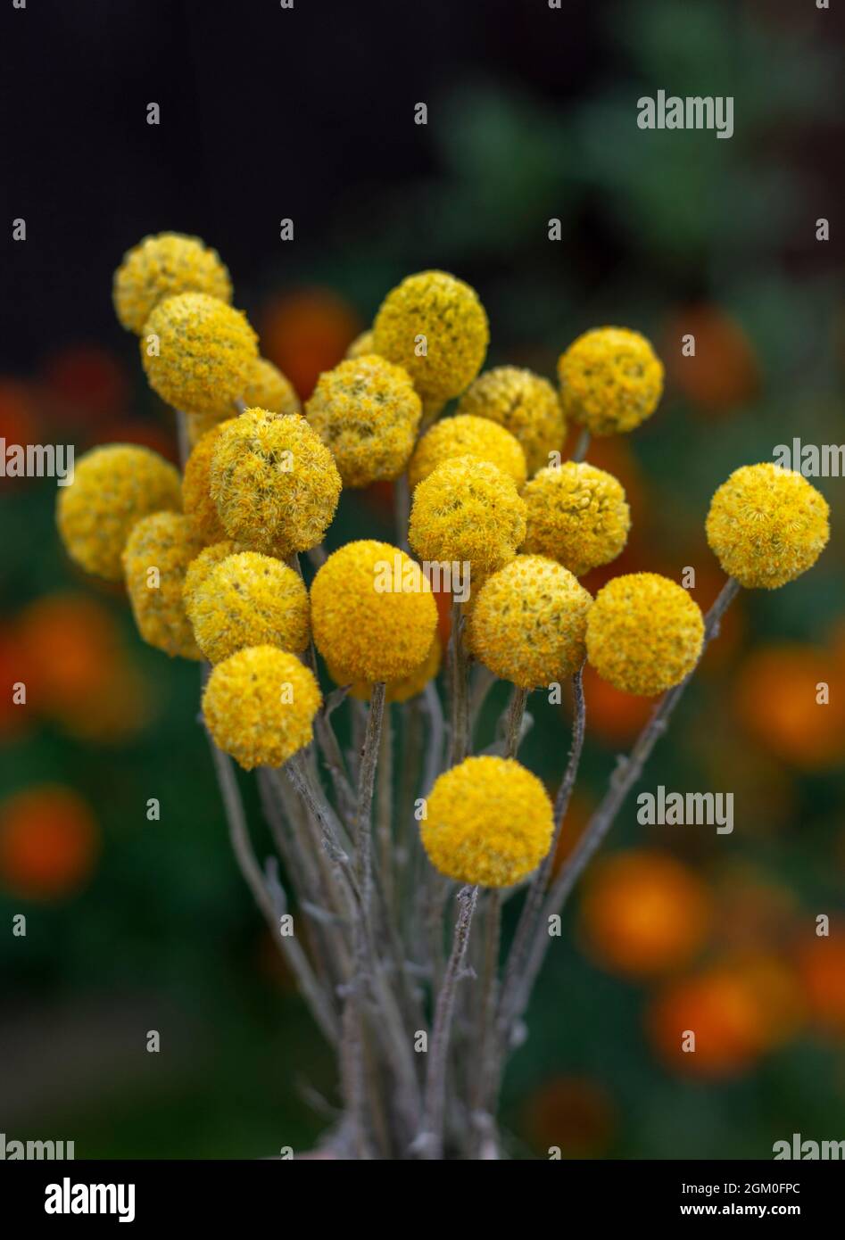 Pycnosorus globosa hi-res stock photography and images - Alamy