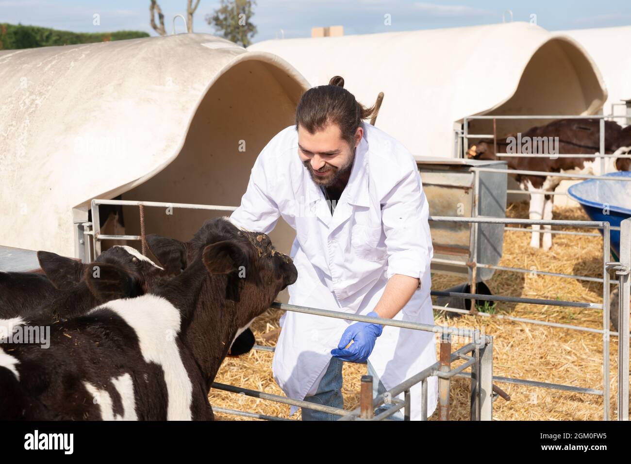 Caucasian farmer feeding calf hi-res stock photography and images - Alamy