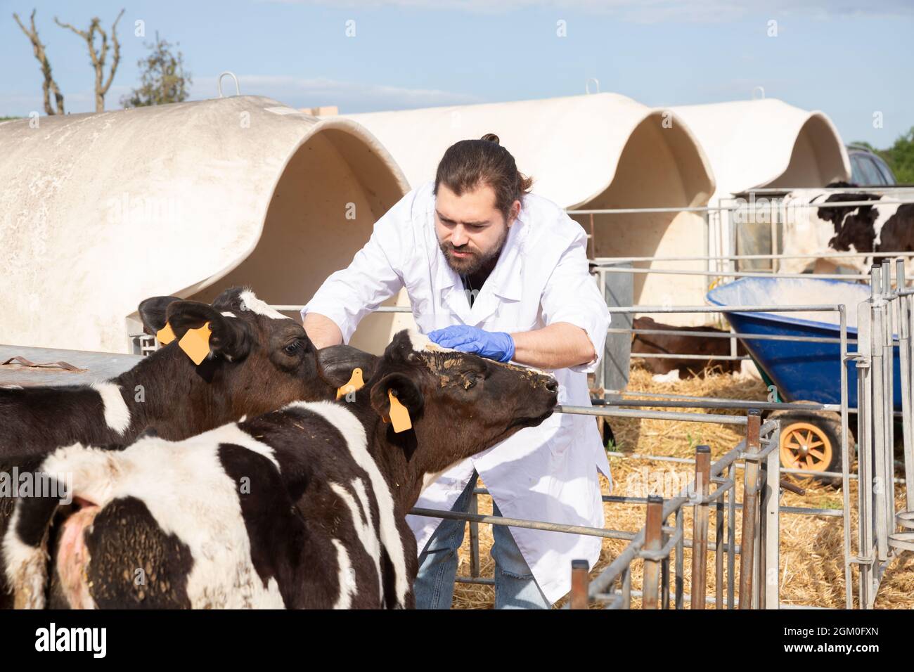 Caucasian farmer feeding calf hi-res stock photography and images - Alamy