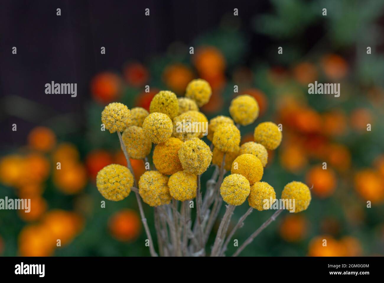 Dried Craspedia globosa (Pycnosorus globosa) yellow flowers, also known ...