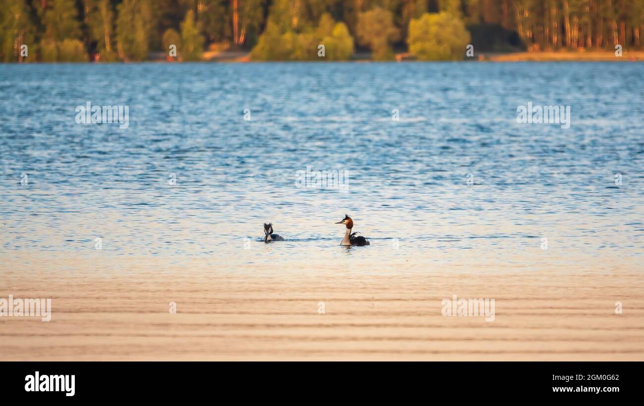 Two Great Crested Grebes swim in the lake. The great crested grebe ...
