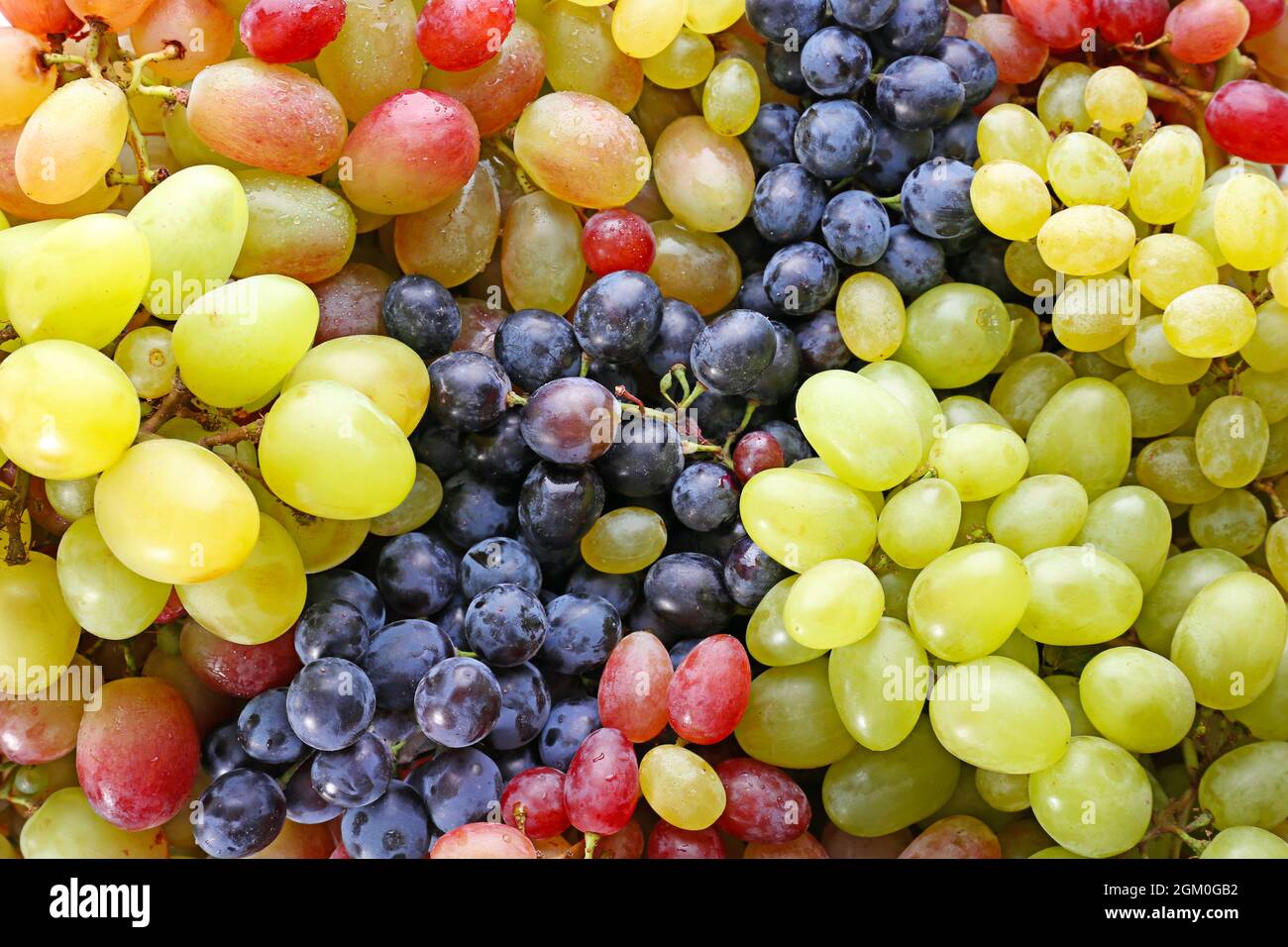 Different varieties of grapes, closeup Stock Photo - Alamy