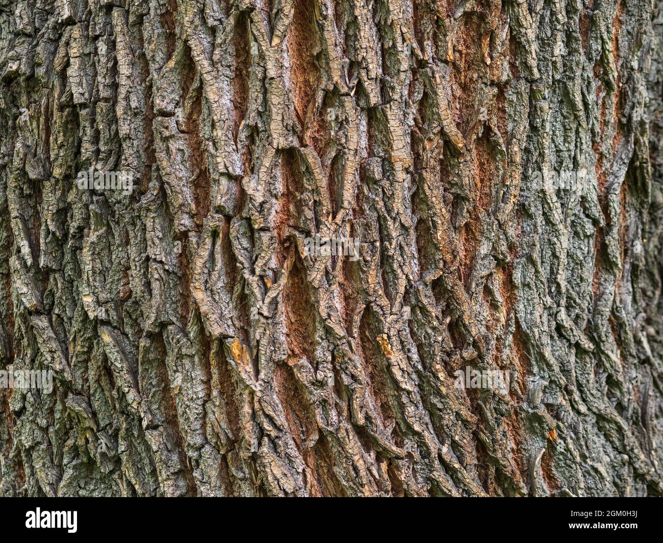 Cork oak tree bark texture. Old Tree bark texture. Natural background ...