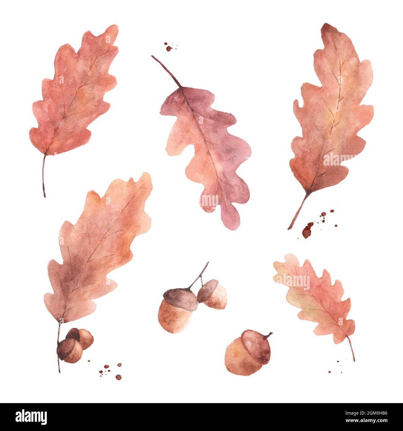 Brown acorns in autumn Stock Vector Images - Alamy