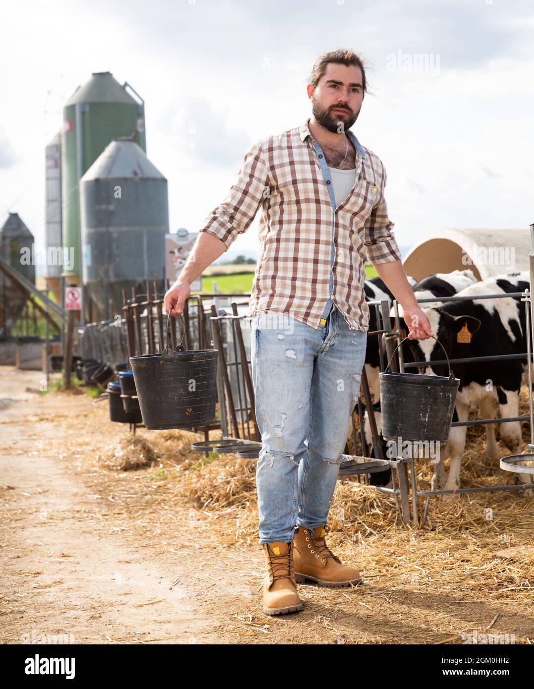 Male farmer with bucket during feeding cow at the cow farm Stock Photo ...