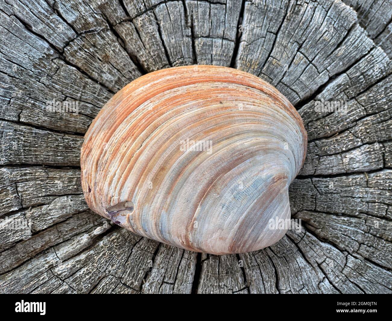sea shell on dead tree stump Stock Photo - Alamy