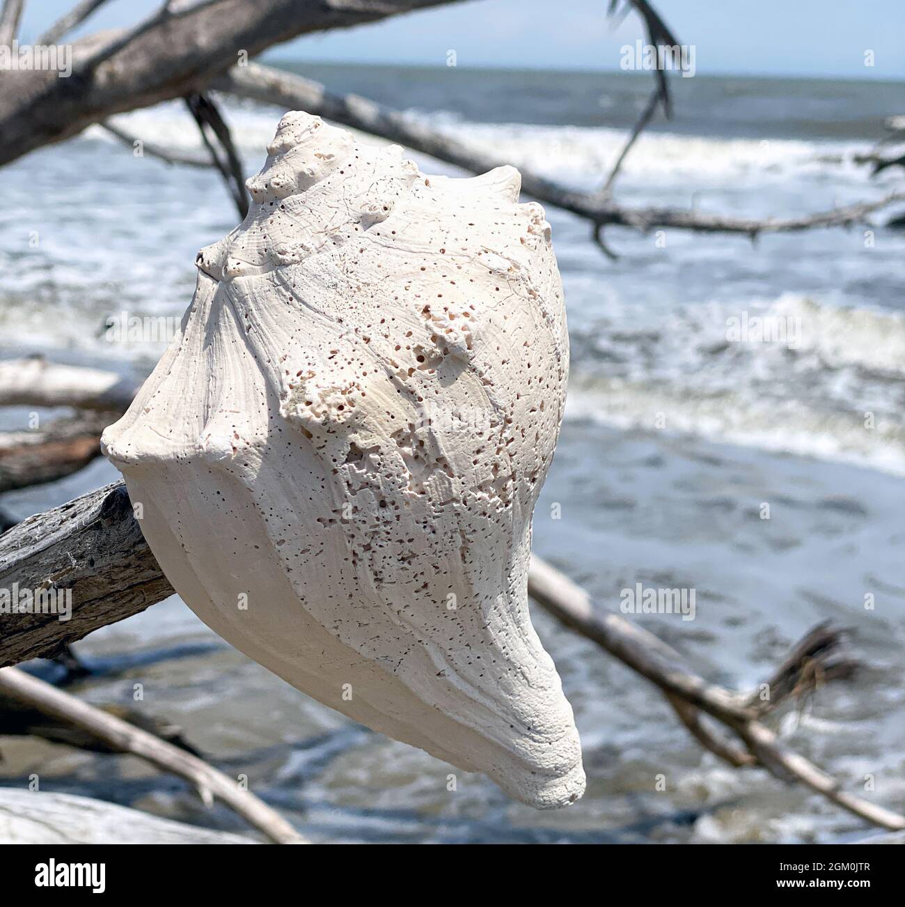 Shell on driftwood tree at beach with waves and sand in background ...