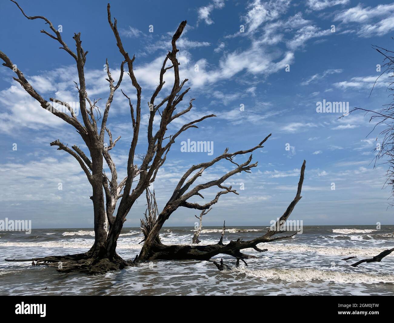 Bleached tree on beach hi-res stock photography and images - Alamy