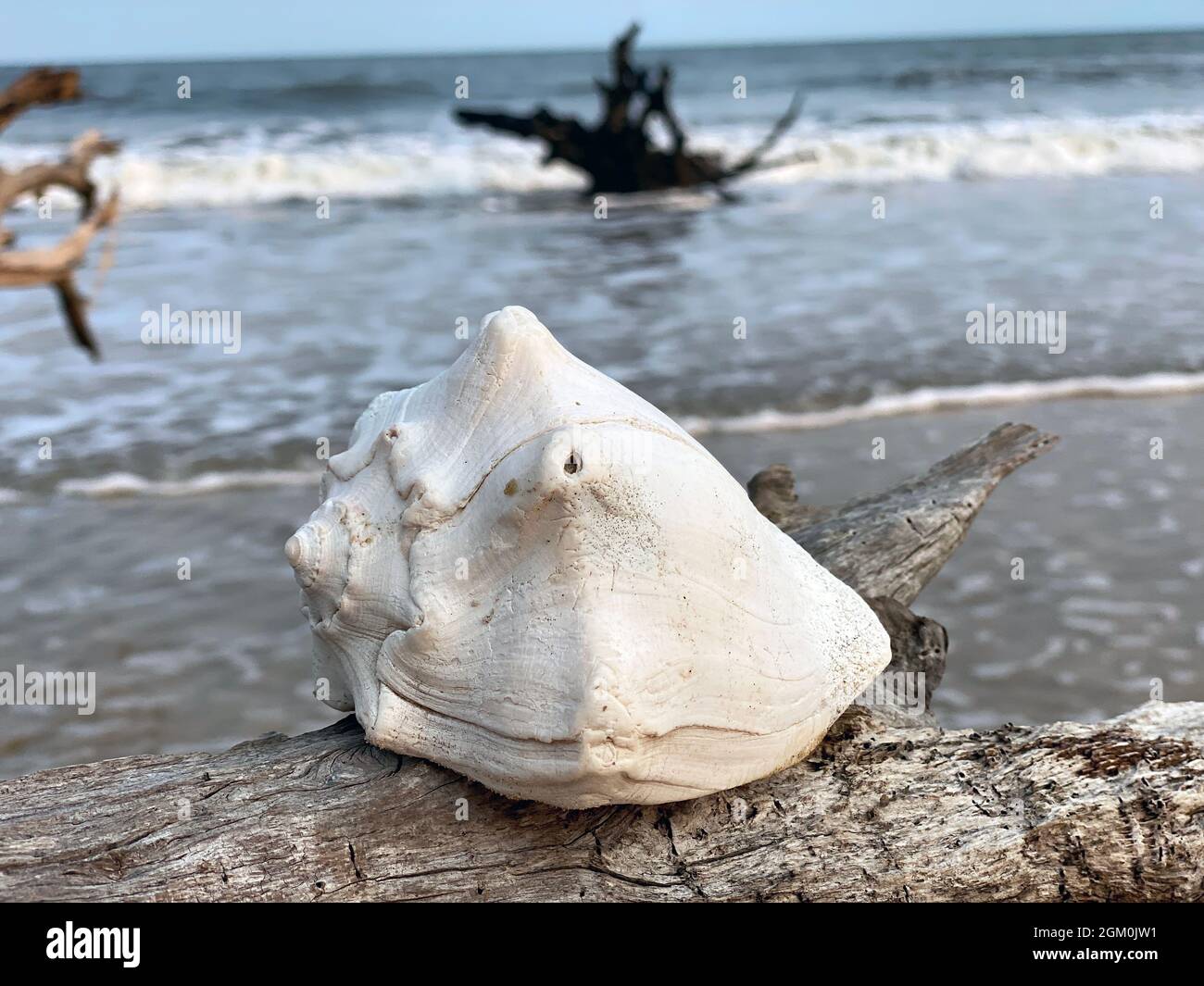 Shell on driftwood tree at beach with waves and dead tree in background ...