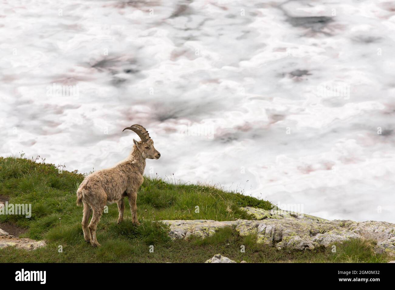 FRANCE HAUTE-SAVOIE (74) CHAMONIX, YOUNG IBEX NEAR THE LAKE BLANC SNOWY ...