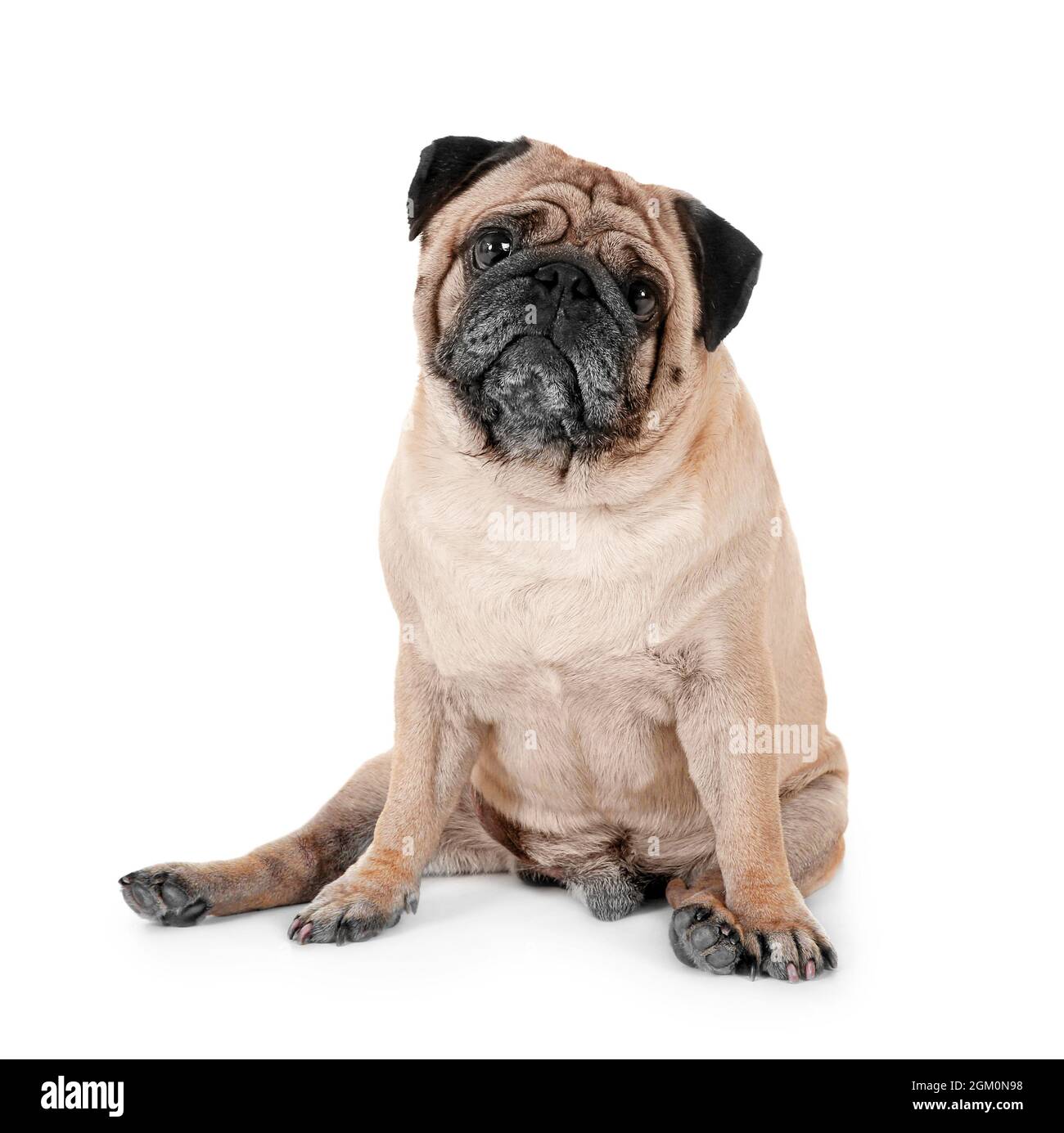 Cute overweight pug on white background Stock Photo - Alamy